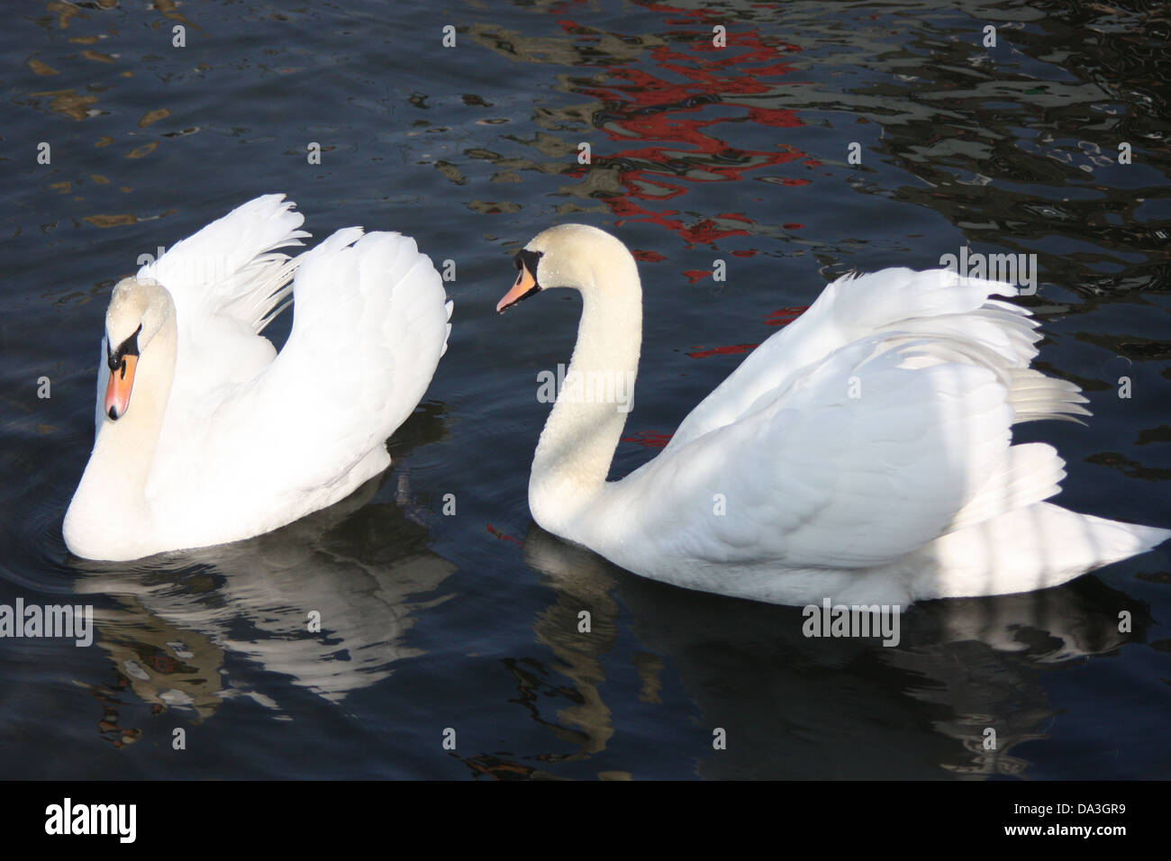 Swans ruffling their feathers Stock Photo - Alamy