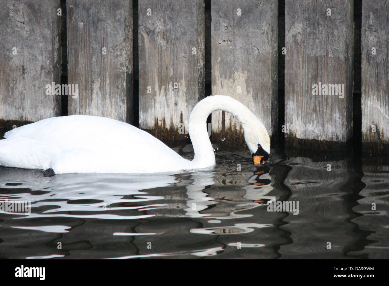 Drinking bird dipping hi-res stock photography and images - Alamy