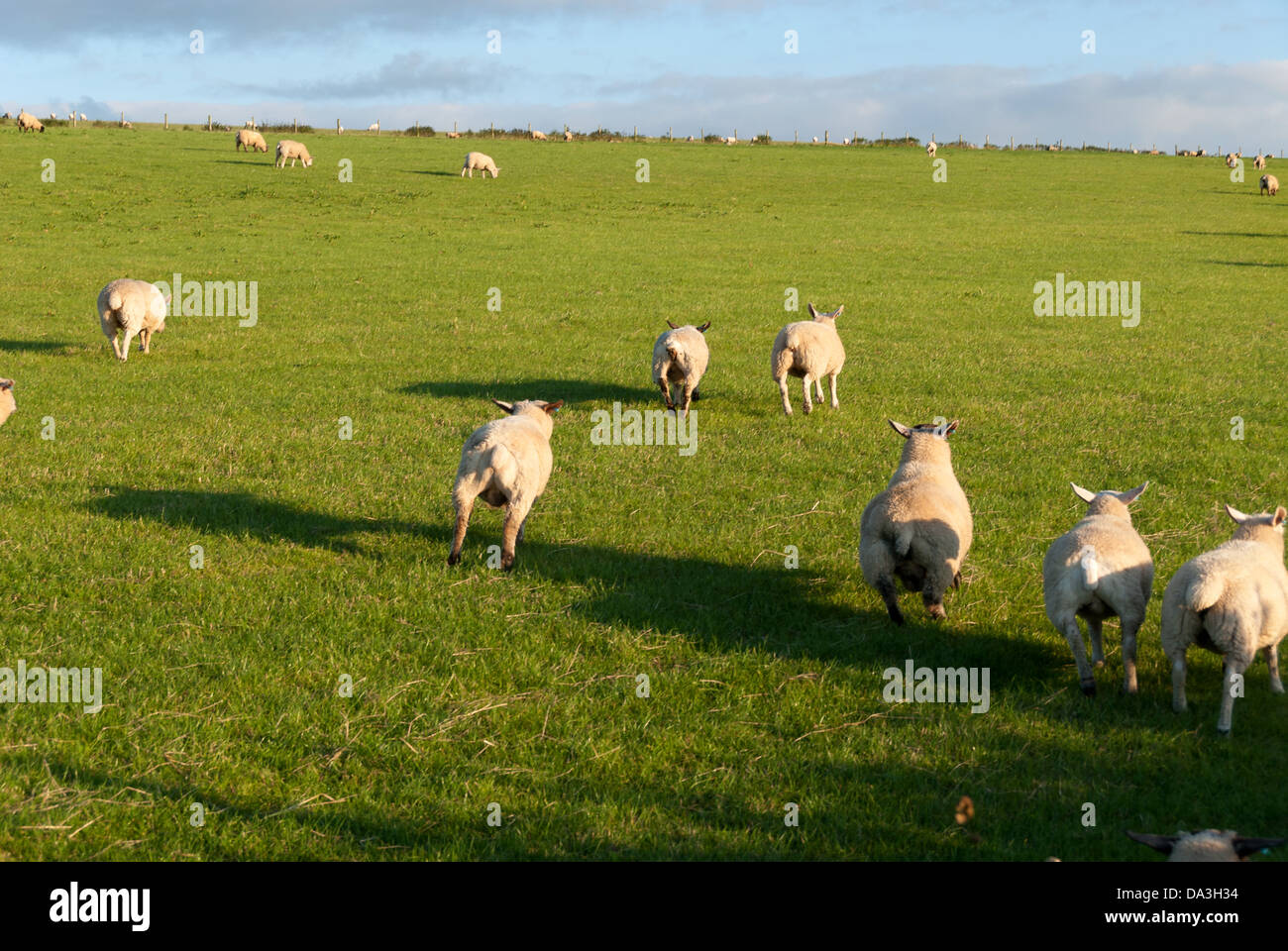 sheep fleeing on a meadow cornish Stock Photo - Alamy