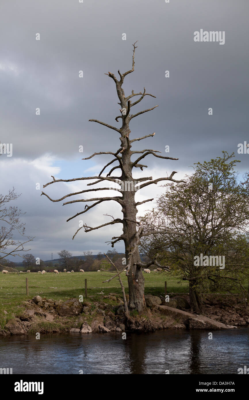 A dead tree along a riverbank Stock Photo - Alamy