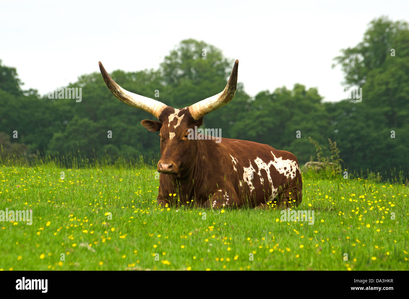 Long horned Ankole cow Stock Photo - Alamy