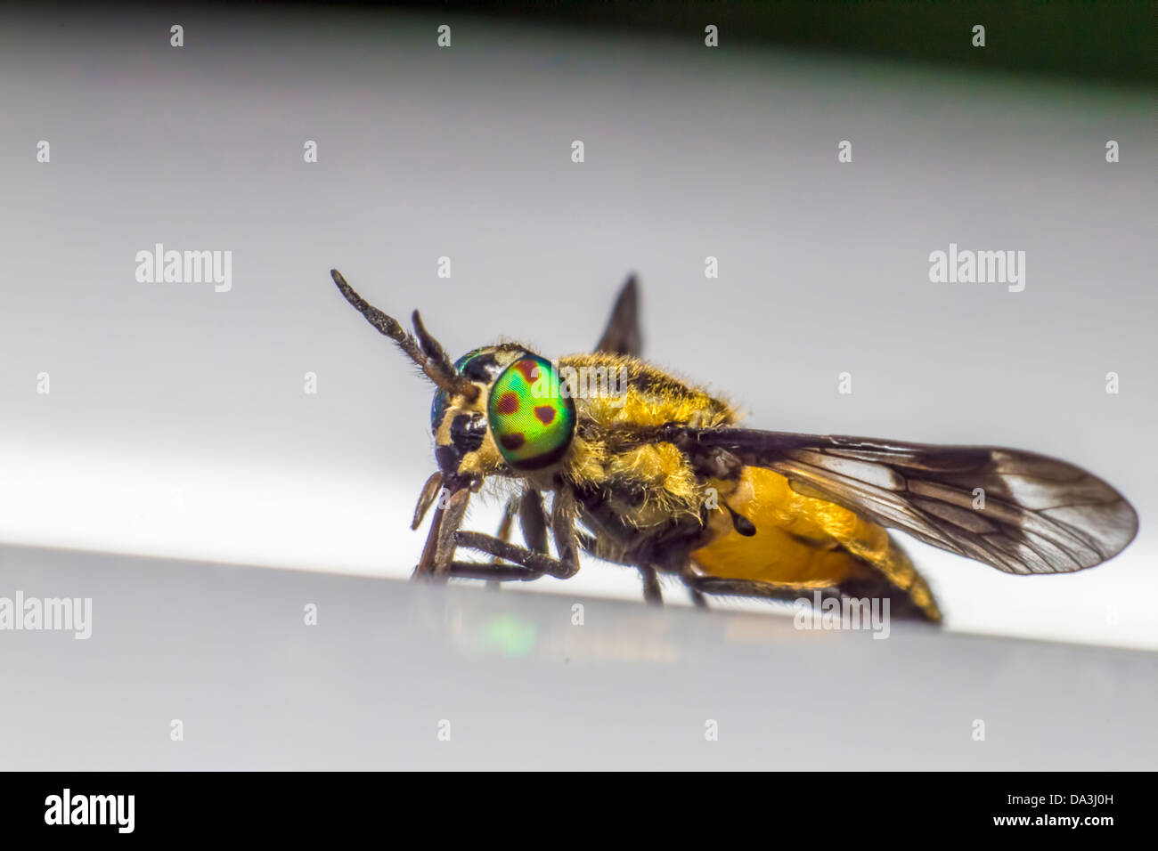 Portrait of a Horse-fly Stock Photo - Alamy