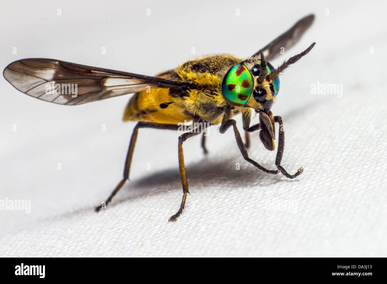 Portrait of a Horse-fly Stock Photo - Alamy