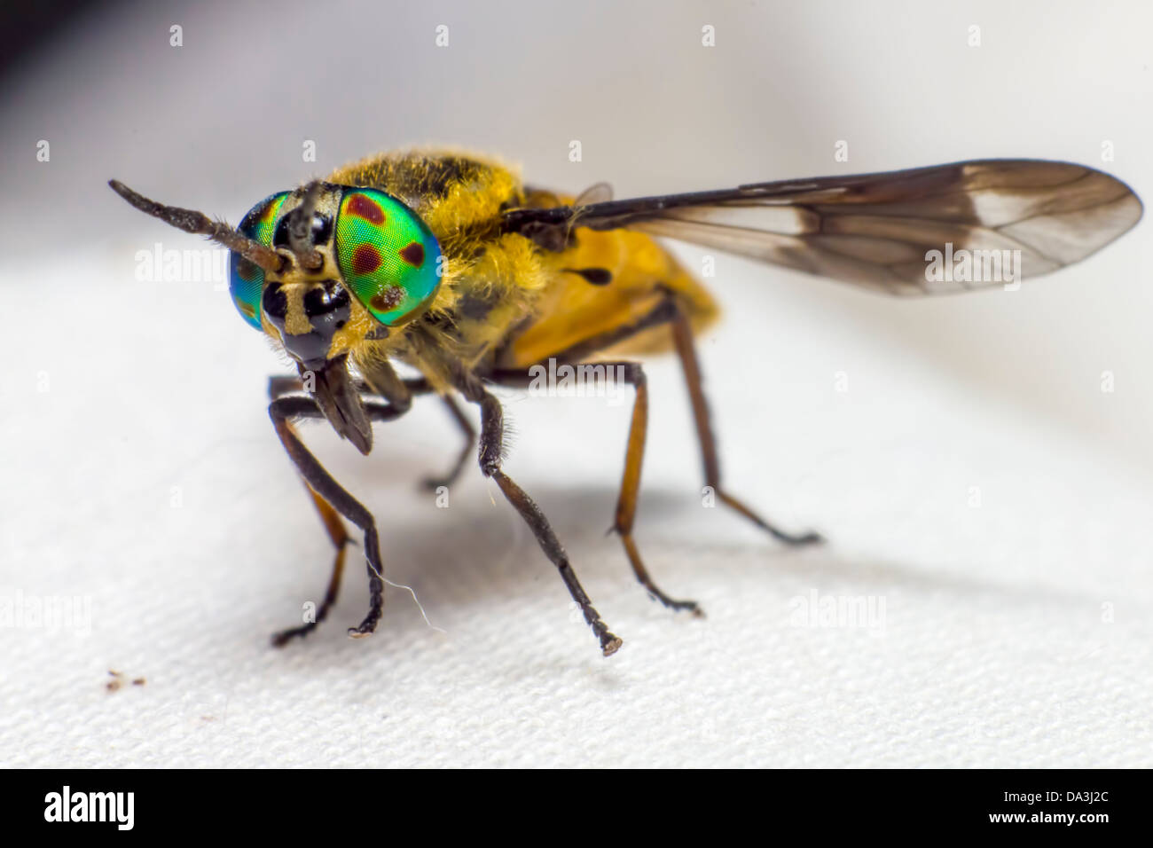 Portrait of a Horse-fly Stock Photo - Alamy