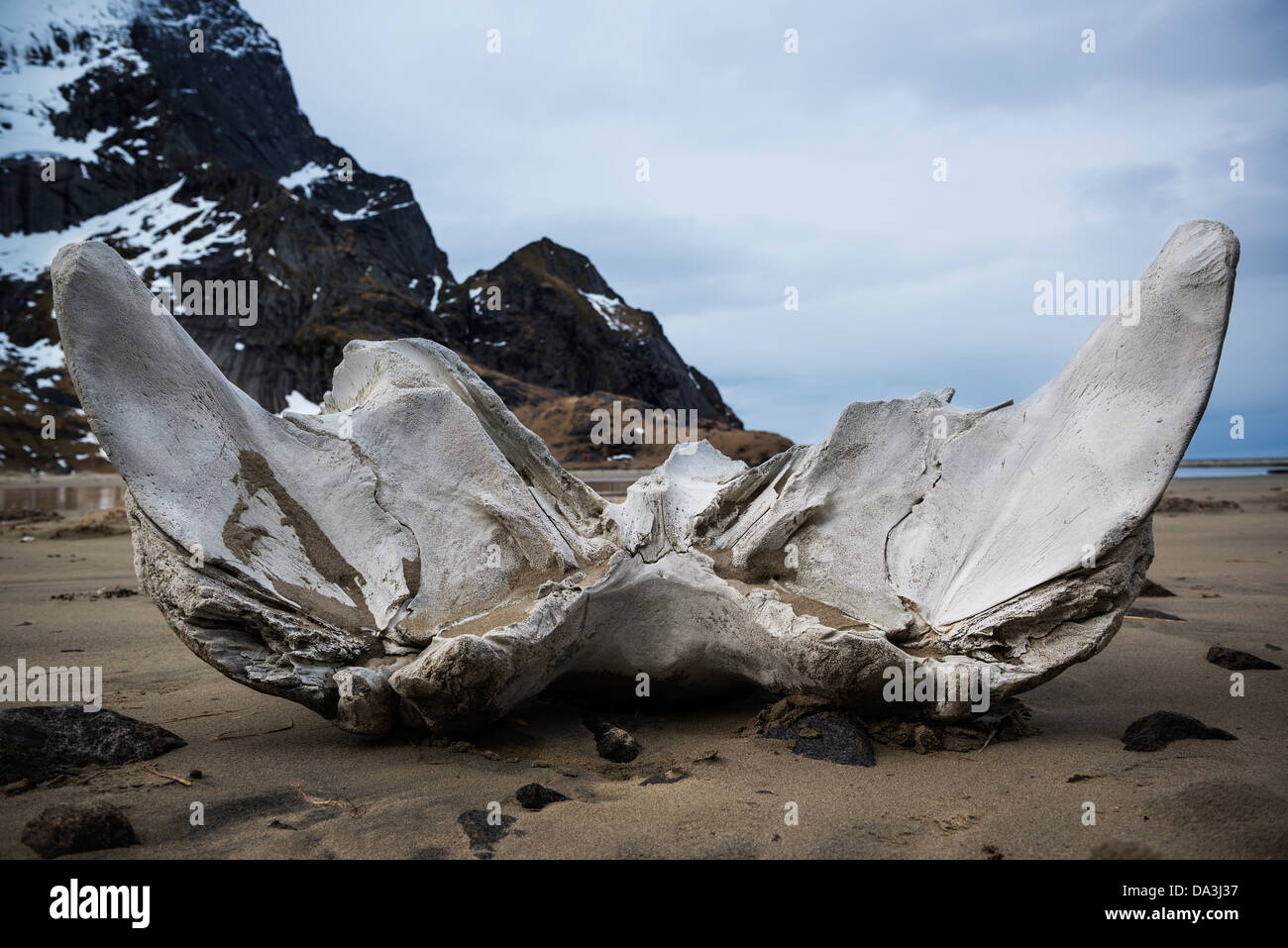 Norway whale bone hi-res stock photography and images - Alamy