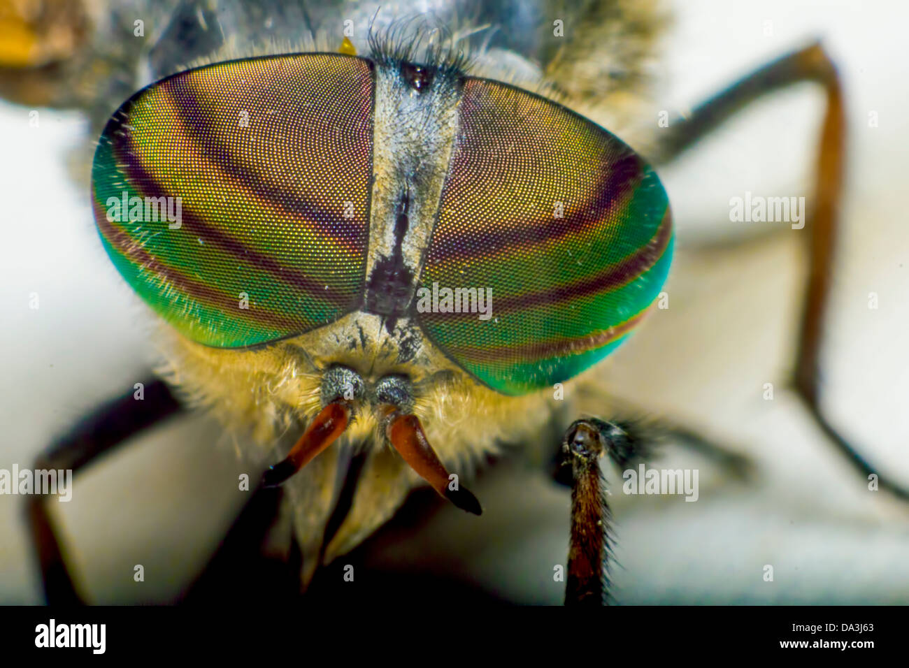 Portrait of a Horse-fly Stock Photo - Alamy