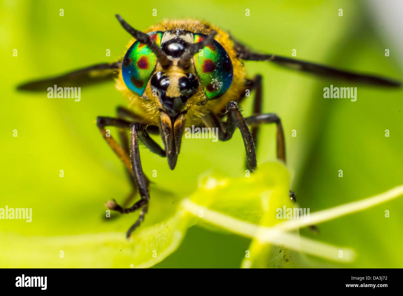 Portrait of a Horse-fly Stock Photo - Alamy