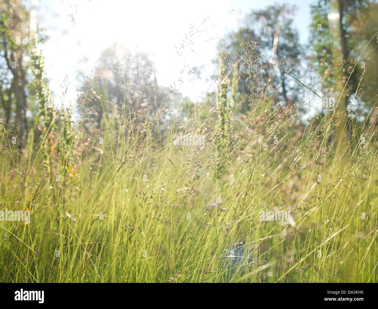 long green grass Stock Photo - Alamy