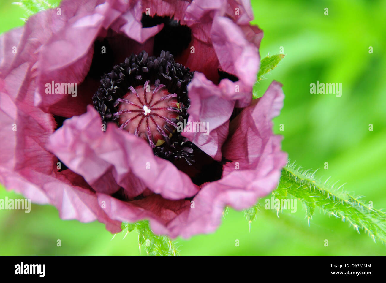 Purple poppy hi-res stock photography and images - Alamy
