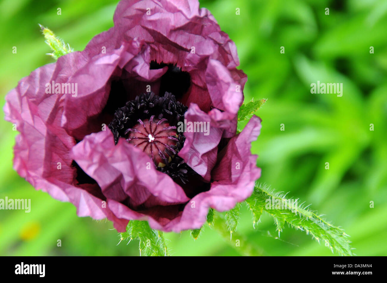 Crumpled Purple Poppy Stock Photo - Alamy