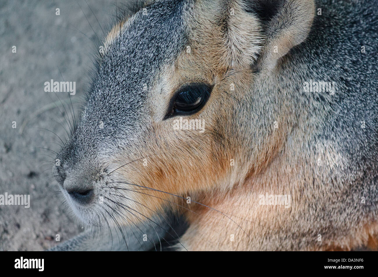 Closeup on captive Patagonian Cavy in profile Stock Photo - Alamy