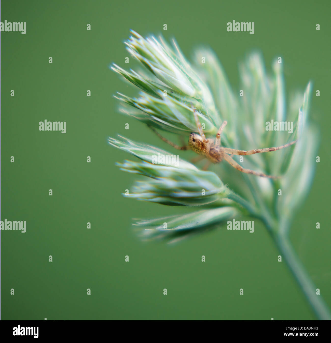 Gras spider hi-res stock photography and images - Alamy