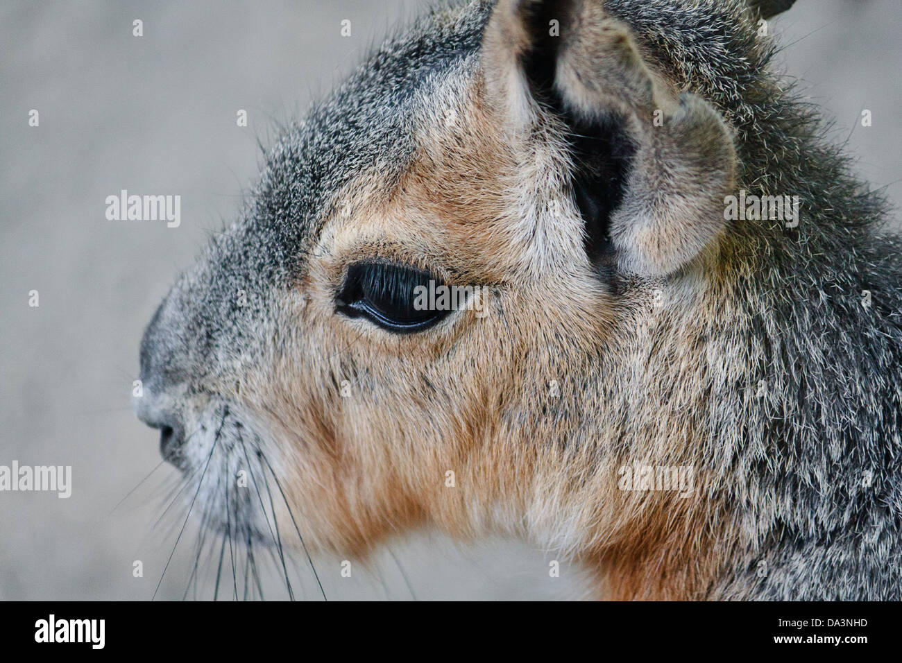 Patagonian Cavy High Resolution Stock Photography and Images - Alamy