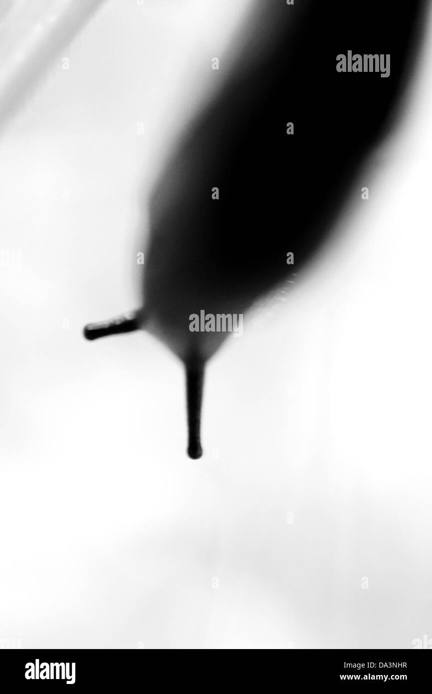 Slug eye view hi-res stock photography and images - Alamy
