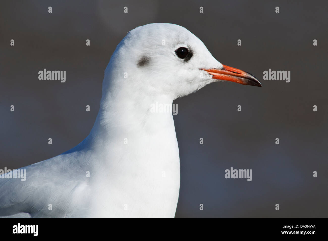 A close-up on the head of an adult black-headed gull (Larus ridibundus ...