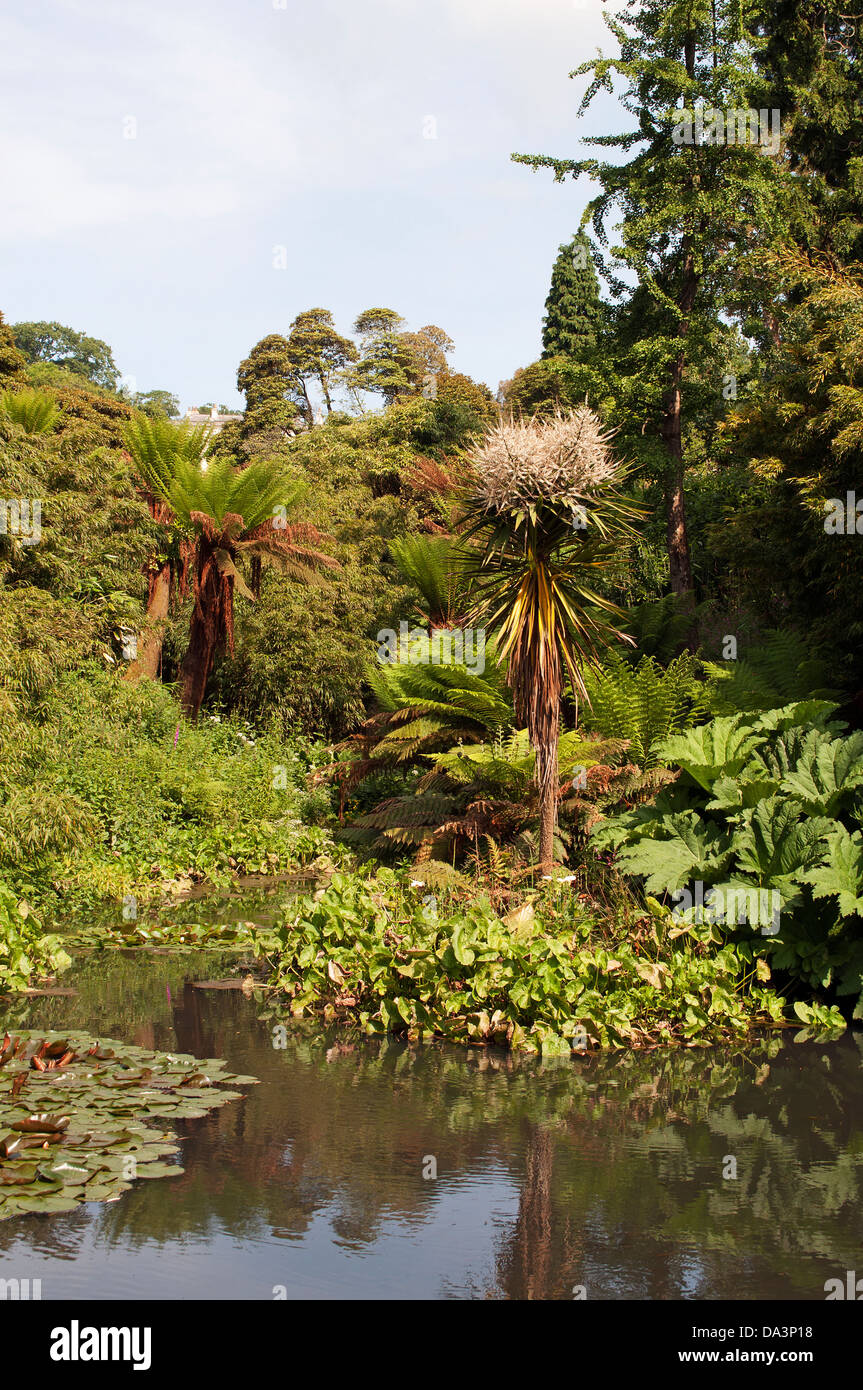 The lost jungle at Heligan gardens in Cornwall, Uk Stock Photo - Alamy