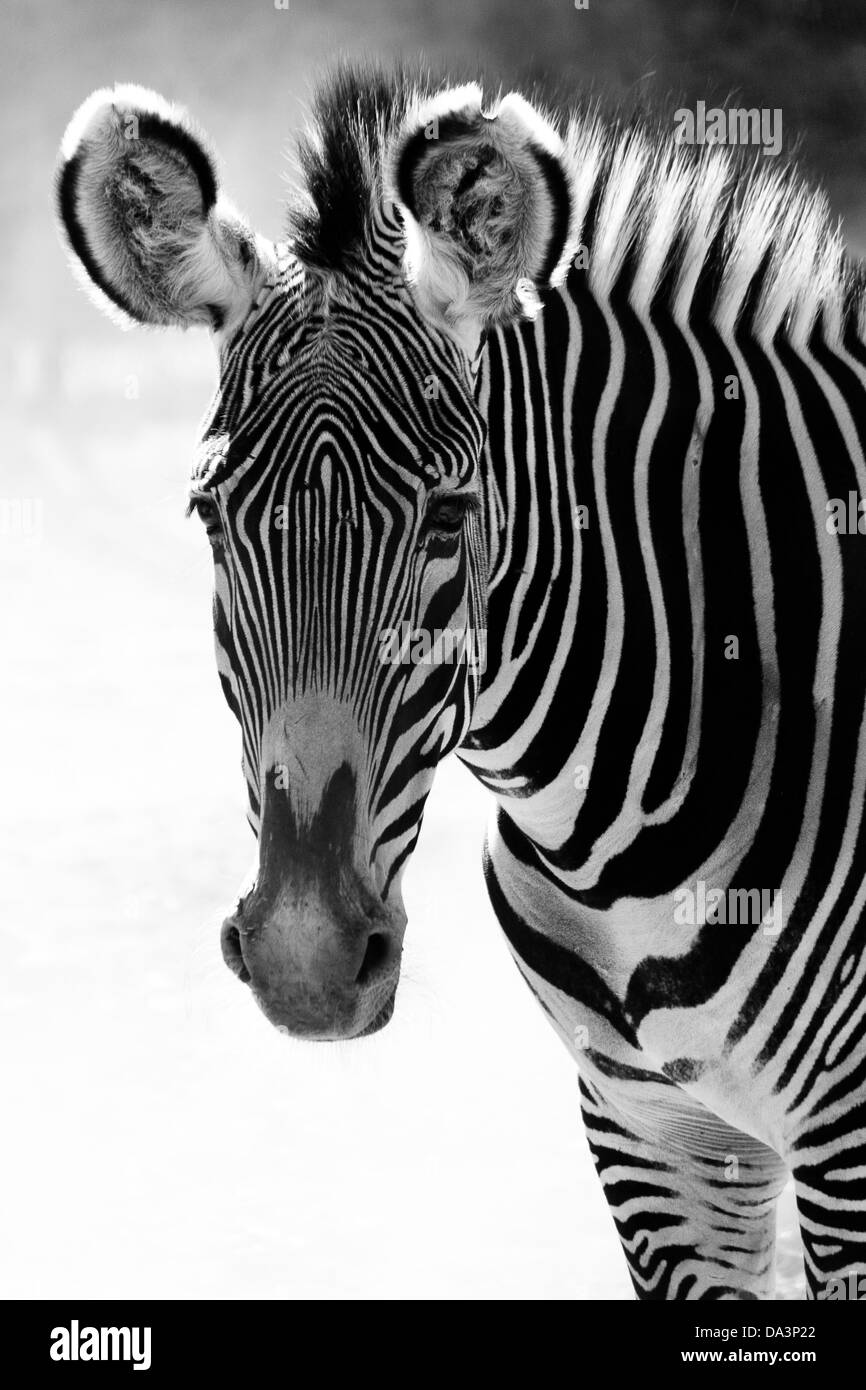 Black and white closeup on captive zebra at zoo with dusty bright ...
