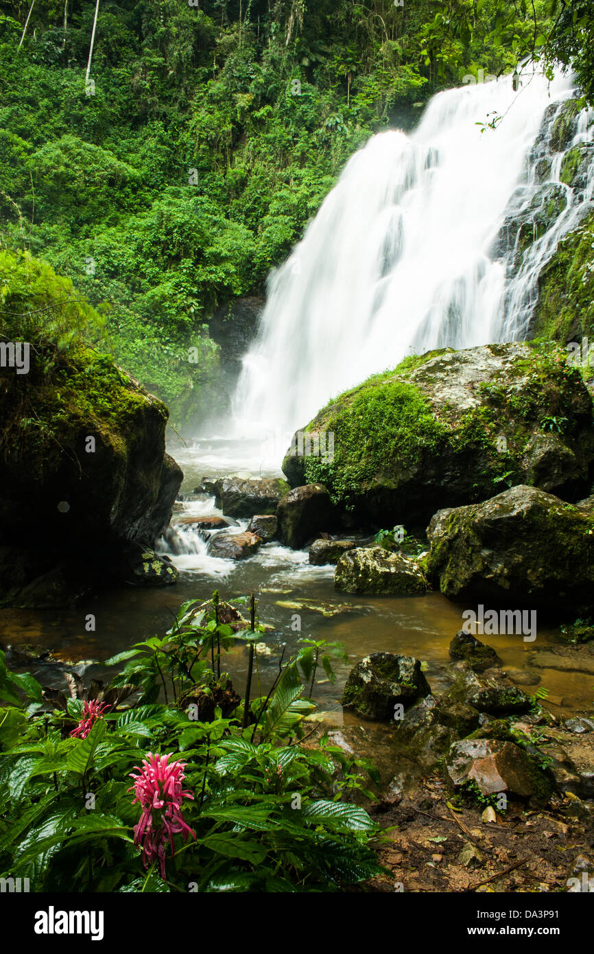 Waterfall in southern Brazil Atlantic Forest Stock Photo - Alamy