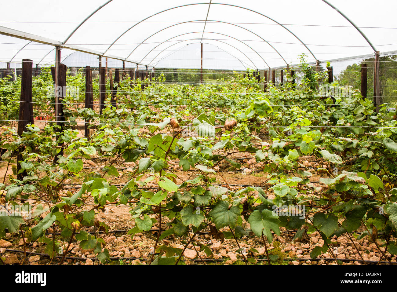 Grapevine inside a greenhouse Stock Photo - Alamy