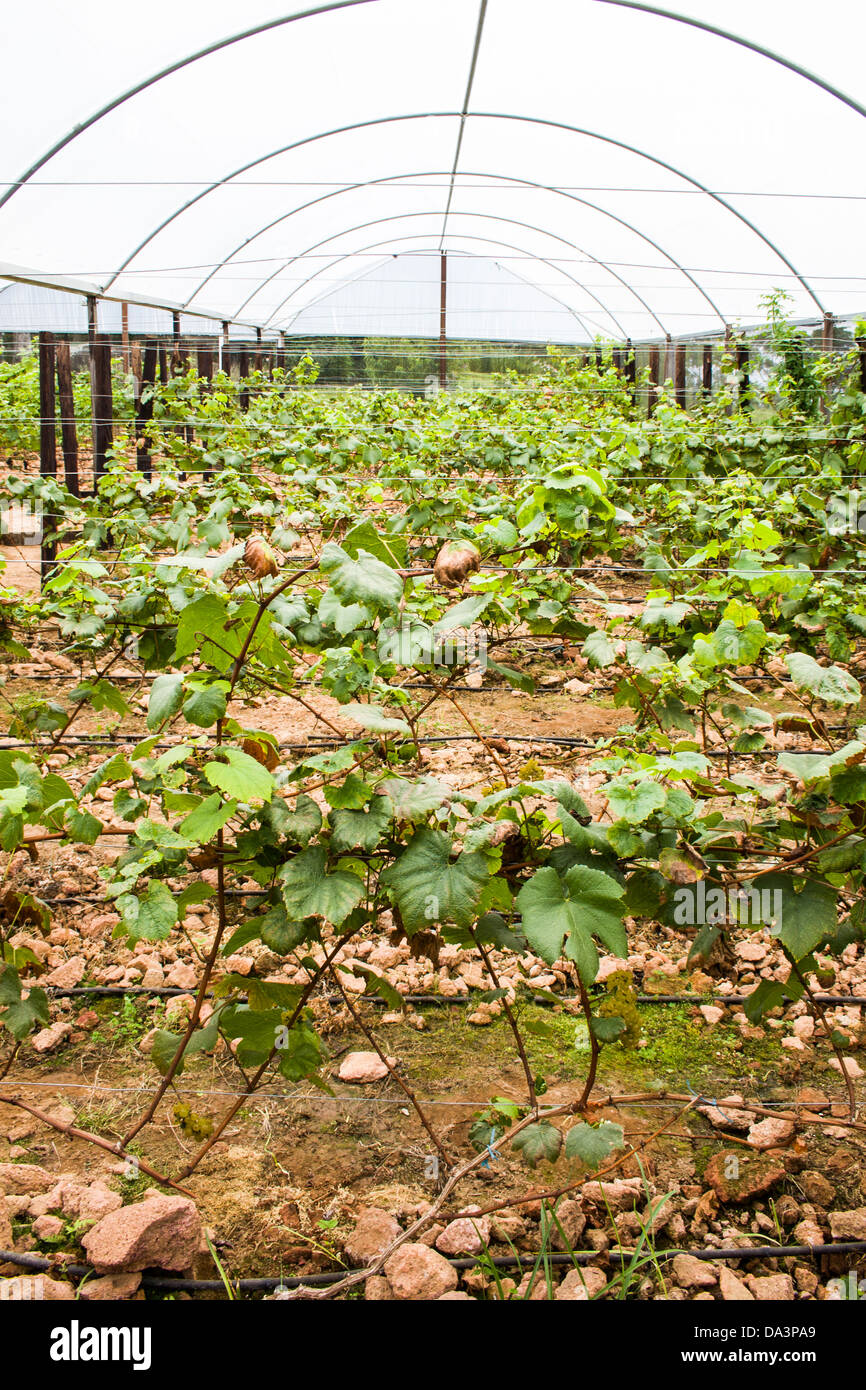 Grapevine inside a greenhouse Stock Photo - Alamy