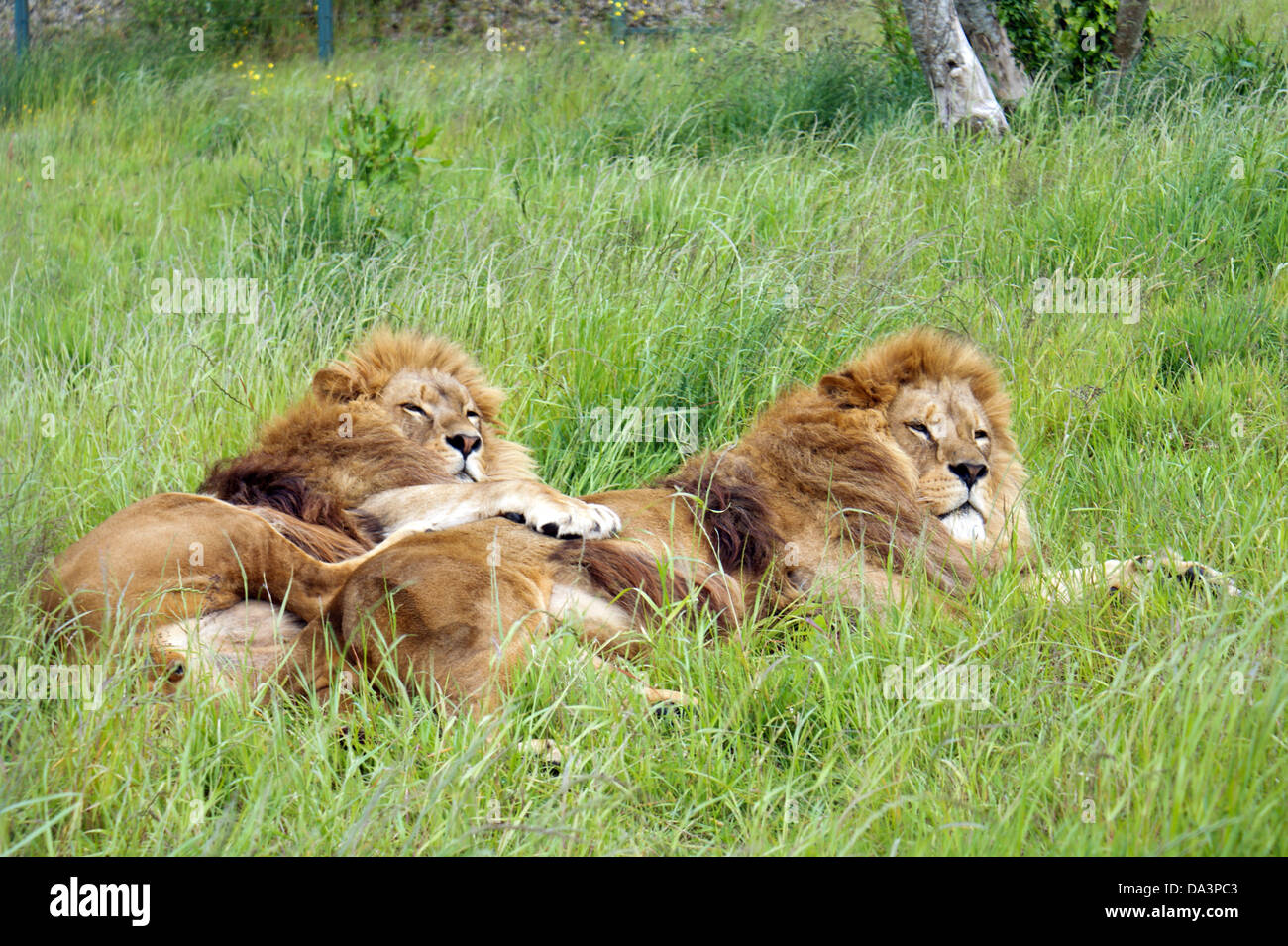 Lions Hugging