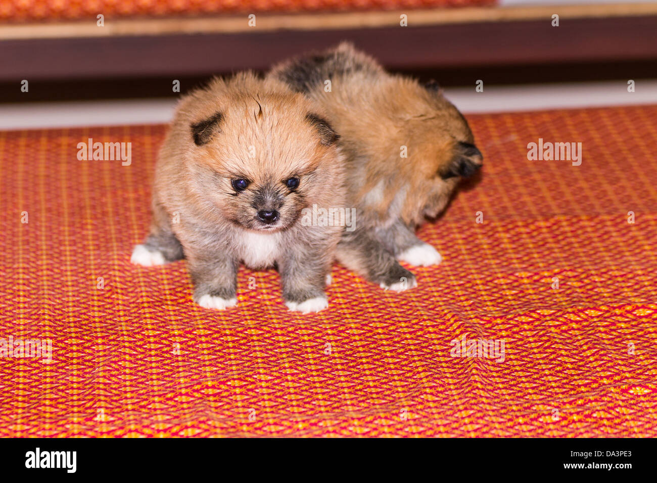 Pomeranian dog pictures hi-res stock photography and images - Alamy