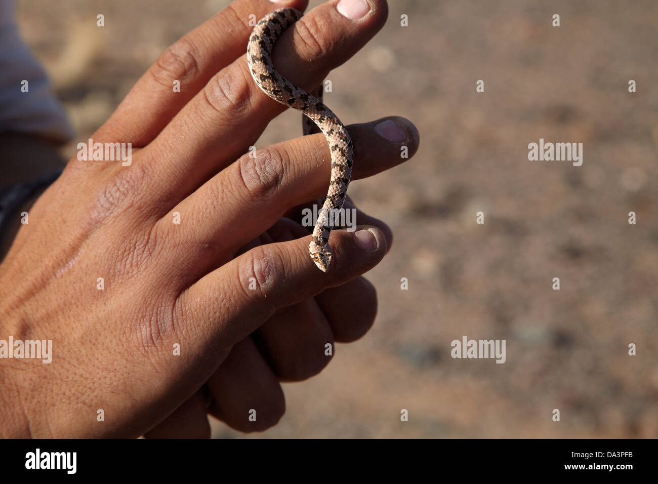 Dwarf beaked snake, Namib Desert, Namibia, Africa Stock Photo - Alamy