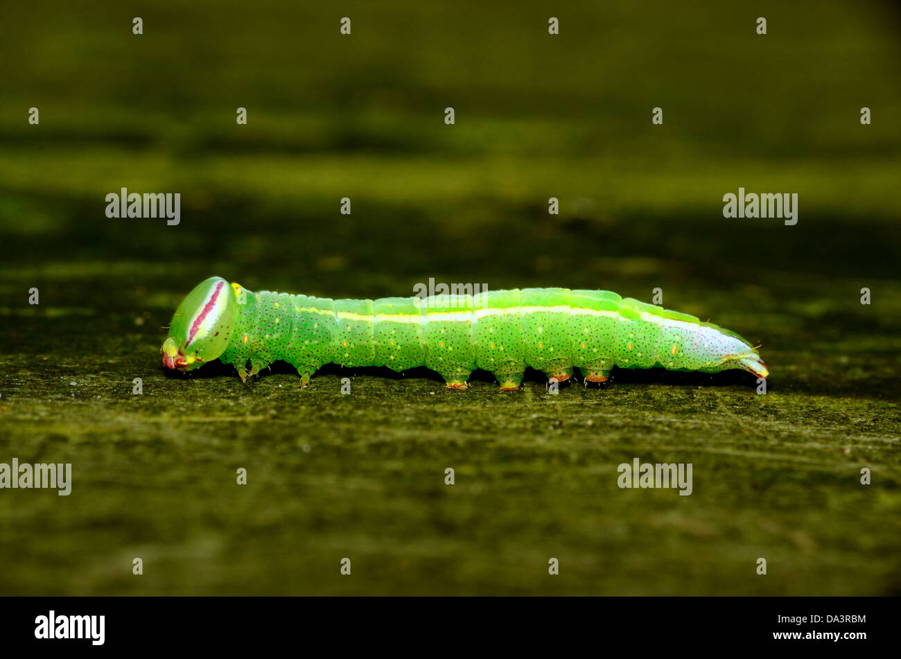 Saddled Prominent Caterpillar crawling along a wooden plank Stock Photo ...