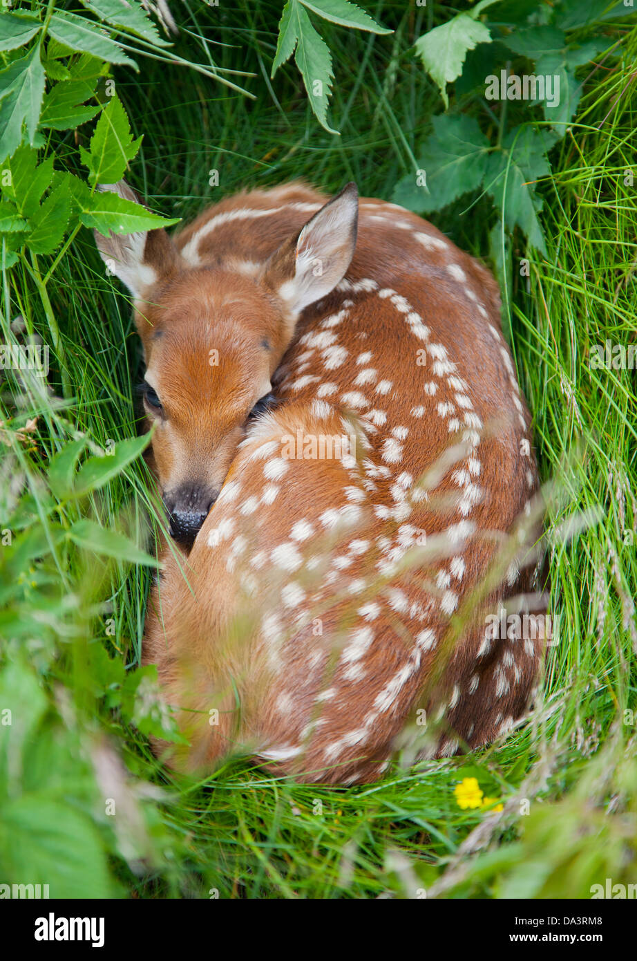 White tailed deer fawn hi-res stock photography and images - Alamy