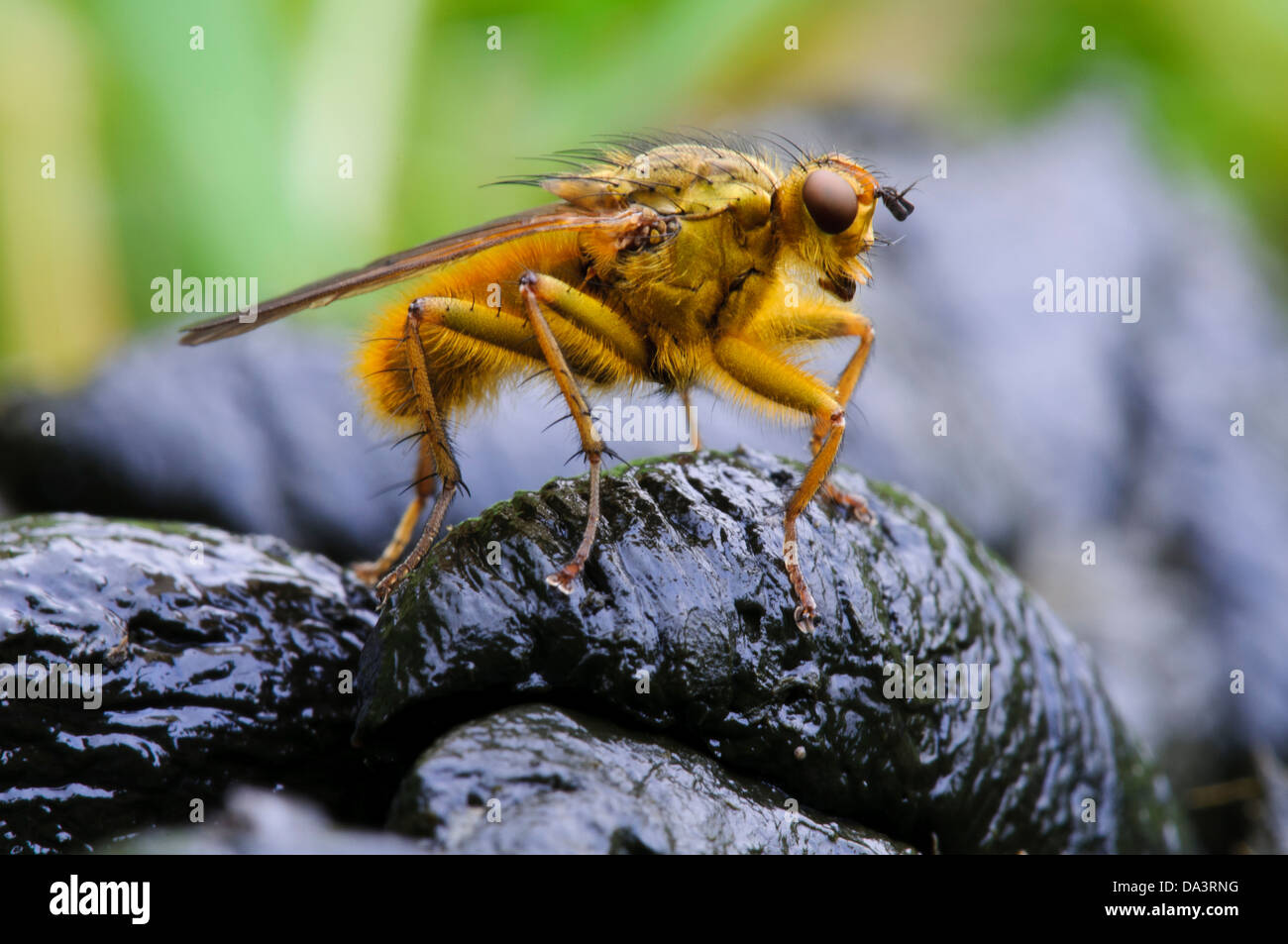 A male yellow dung-fly (Scathophaga stercoraria) perched on a leaf in ...