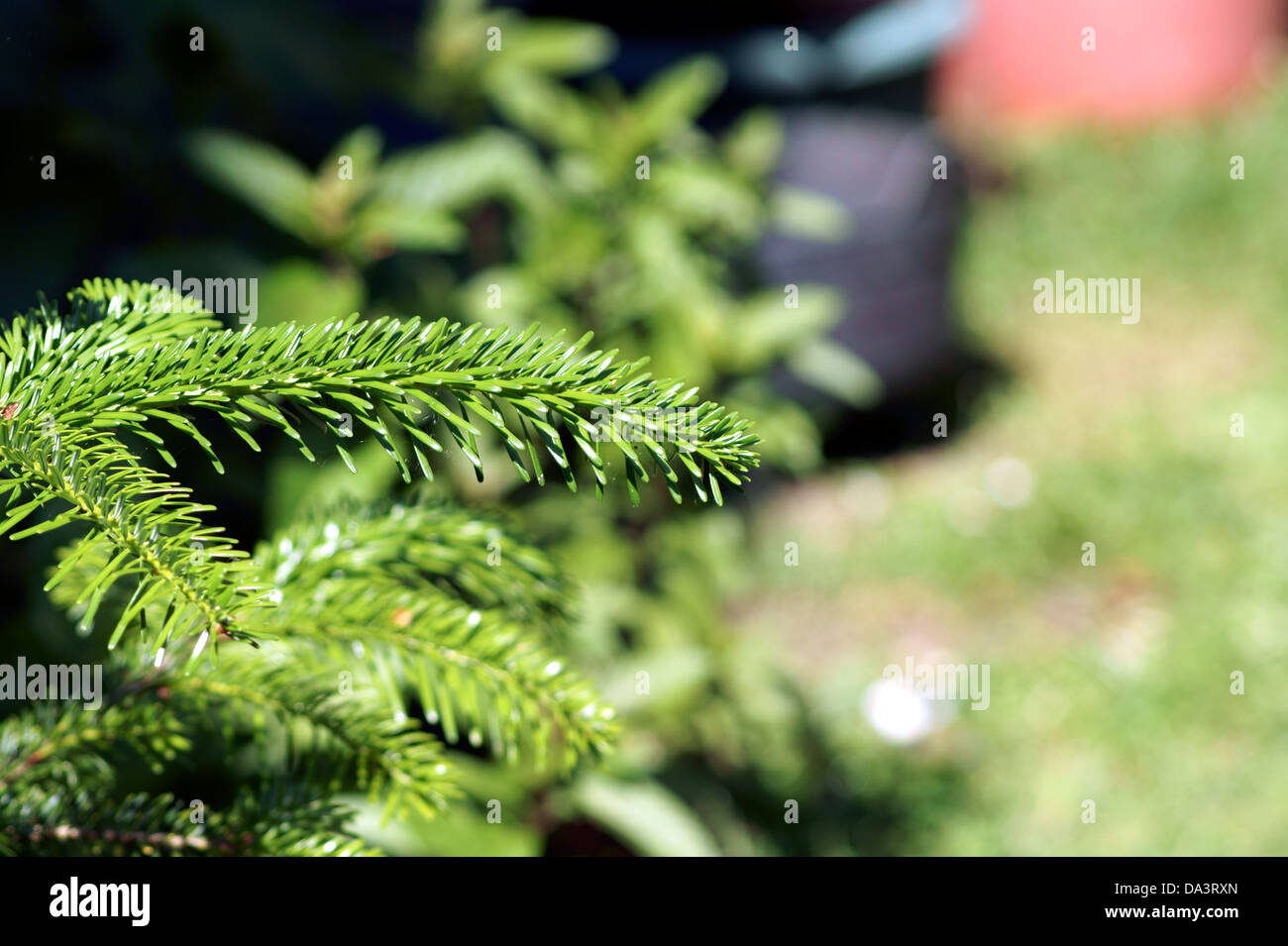Southampton christmas tree hi-res stock photography and images - Alamy