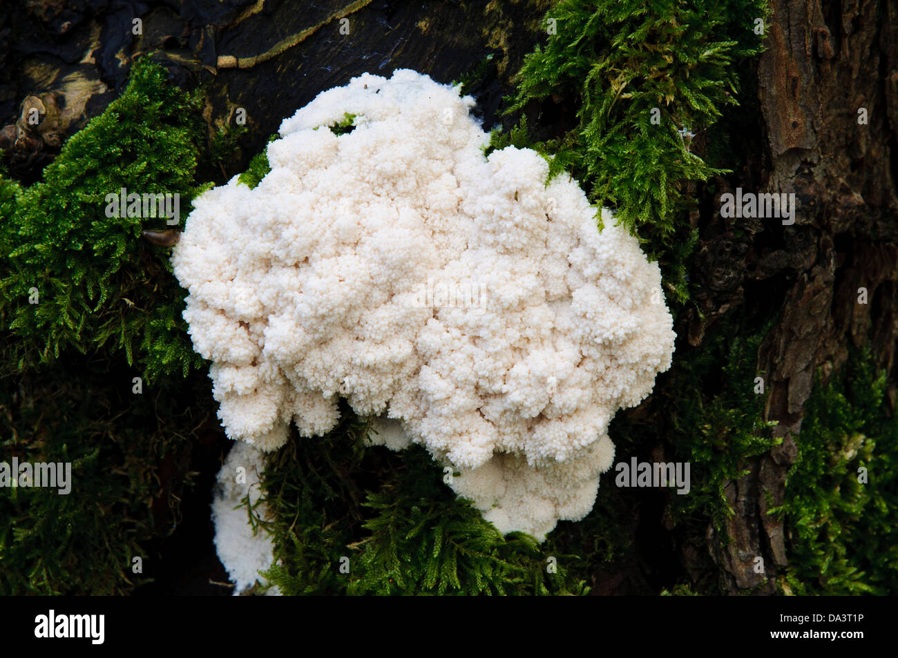 The slime mould Enteridium lycoperdon growing on dead standing wood on ...
