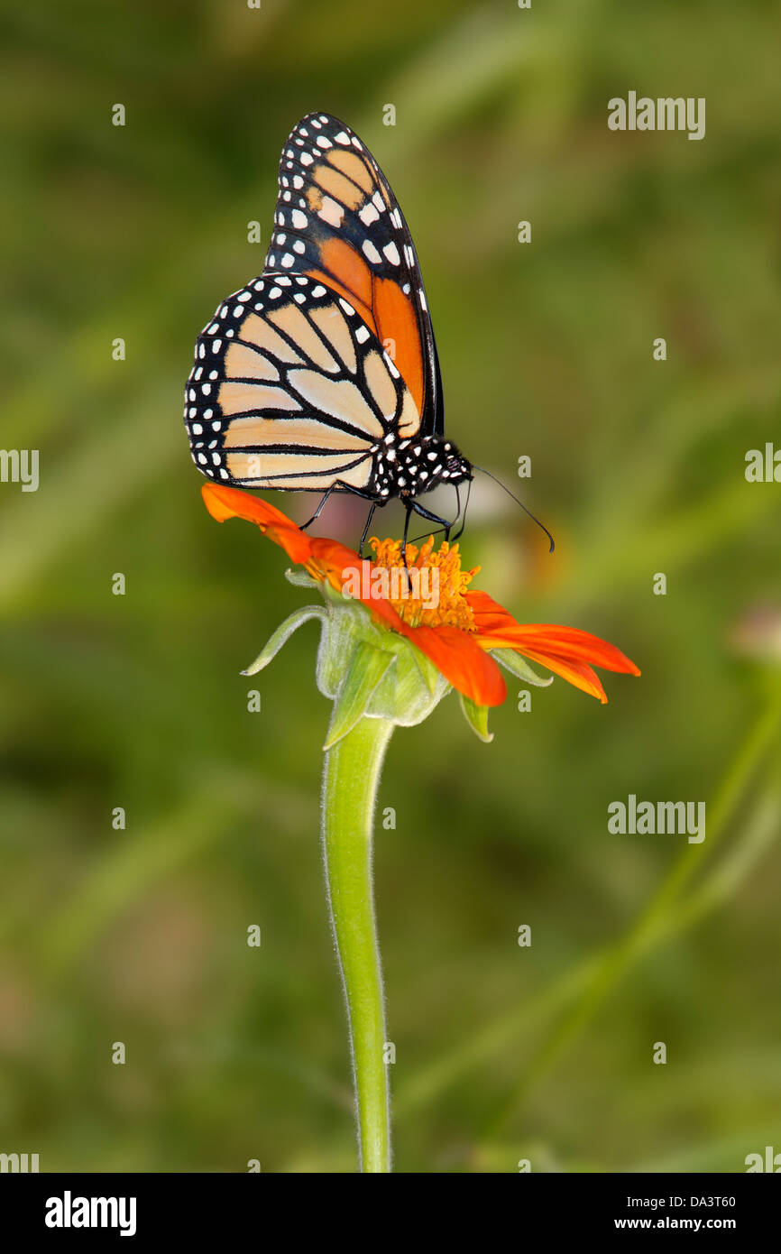 Monarch butterfly hi-res stock photography and images - Alamy