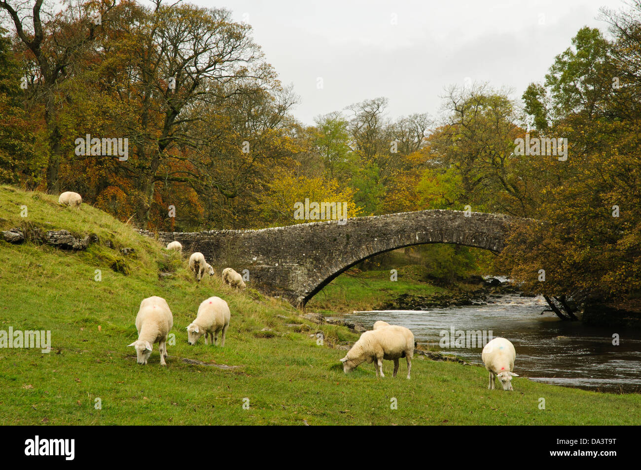 Sheep bridge hi-res stock photography and images - Alamy