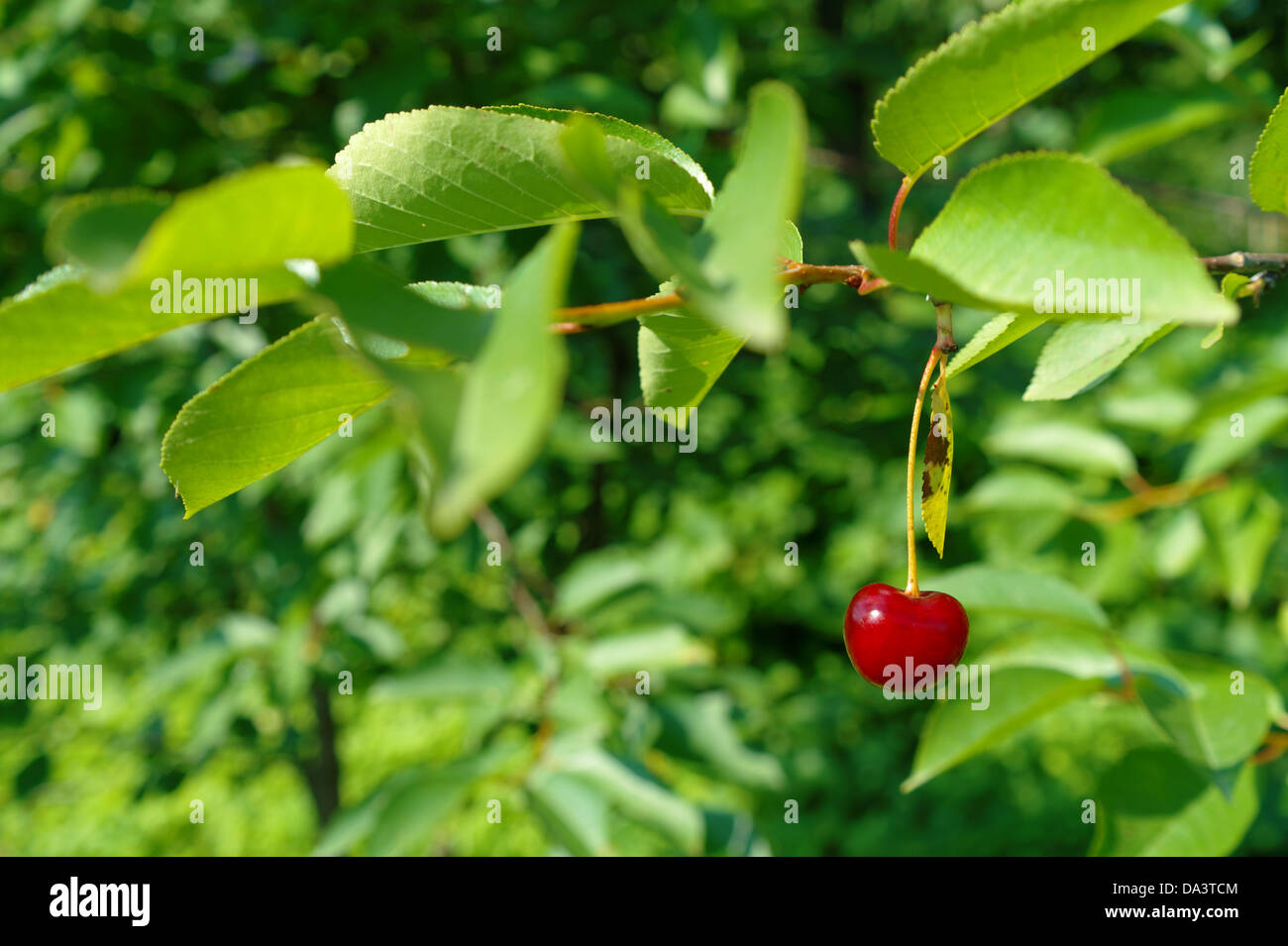 cherry on branch Stock Photo - Alamy