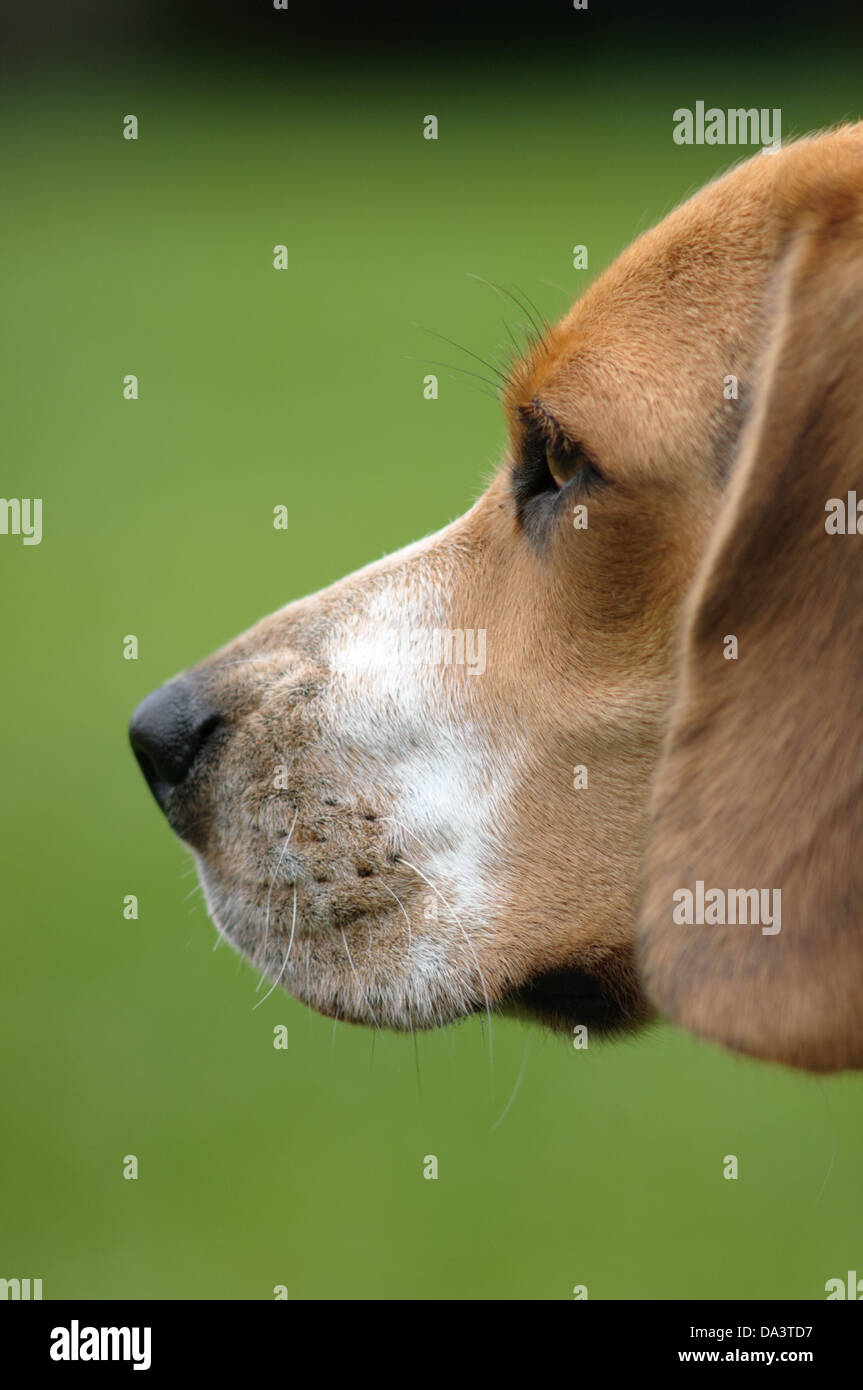 Dog Head Profile
