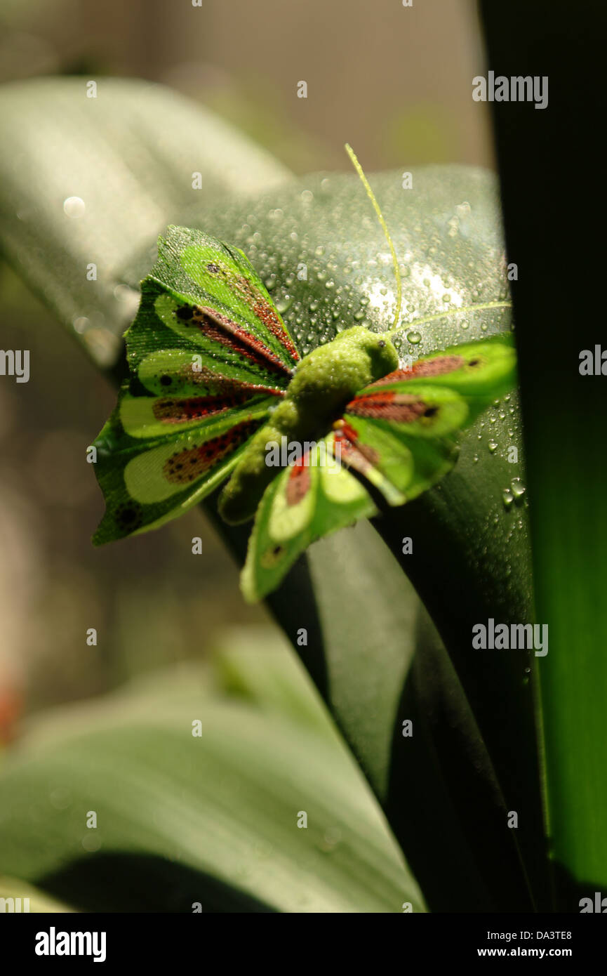 Raindrop butterfly hi-res stock photography and images - Alamy