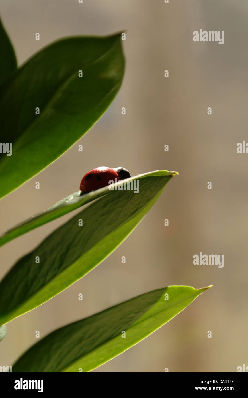 ladybug on leaf Stock Photo - Alamy