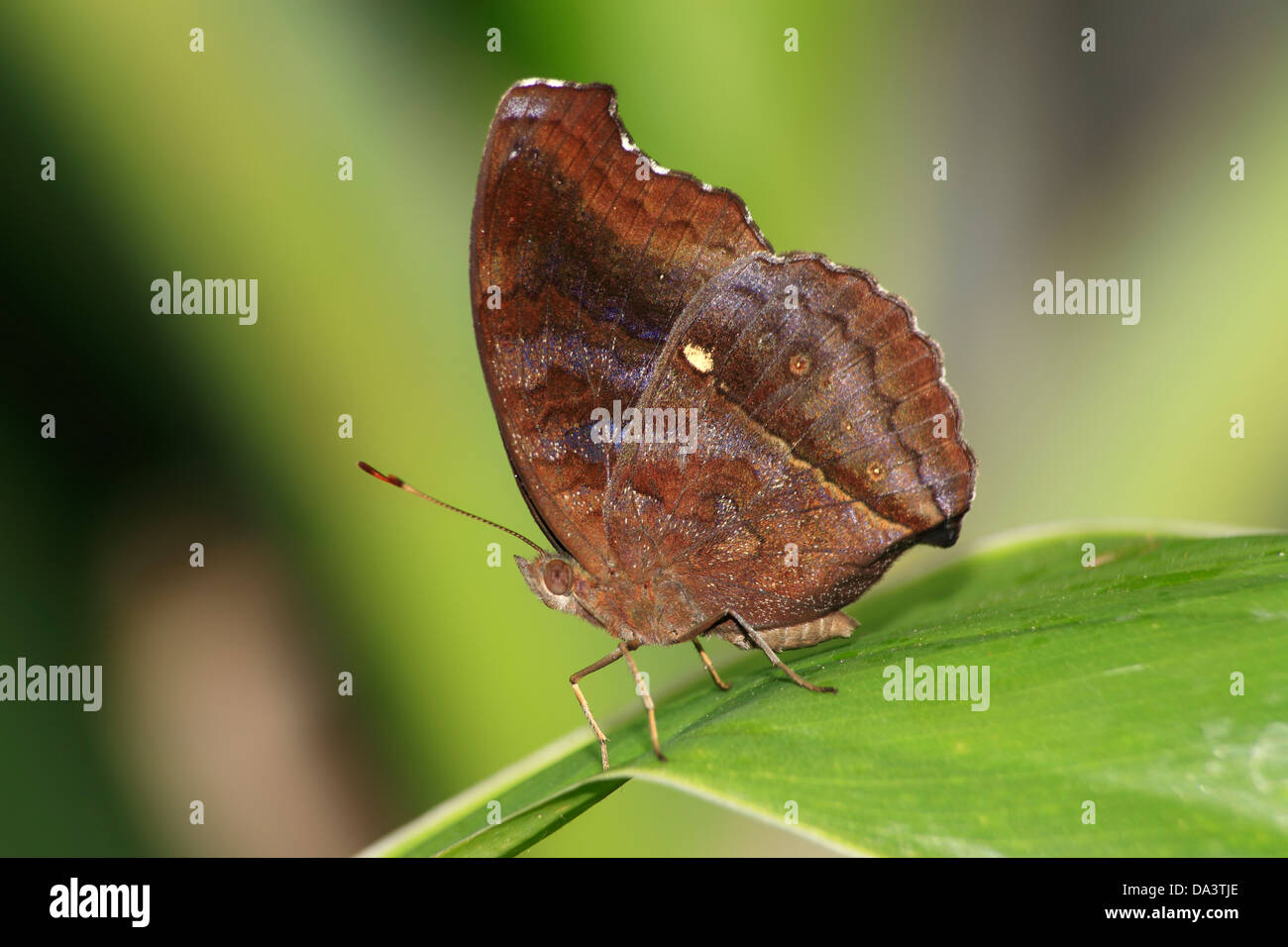 Chocolate pansy butterfly hi-res stock photography and images - Alamy