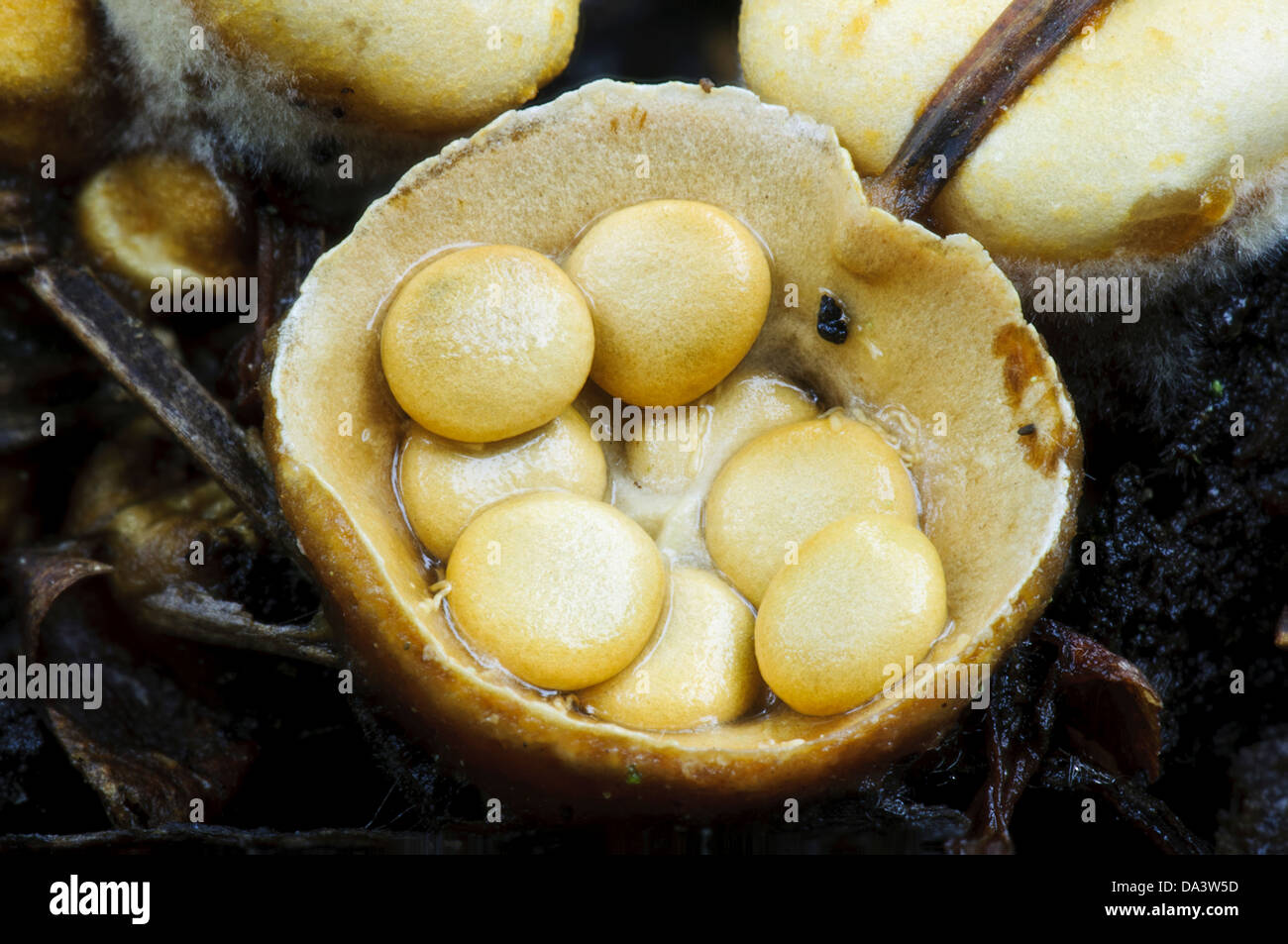A common bird's nest fungi (Crucibulum laeve), open to reveal the eggs ...