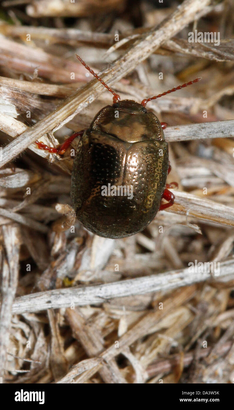 Gold bug hi-res stock photography and images - Alamy