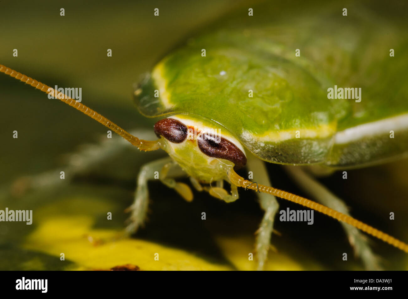 A green banana cockroach (Panchlora nivea) on an autumn leaf. A native ...