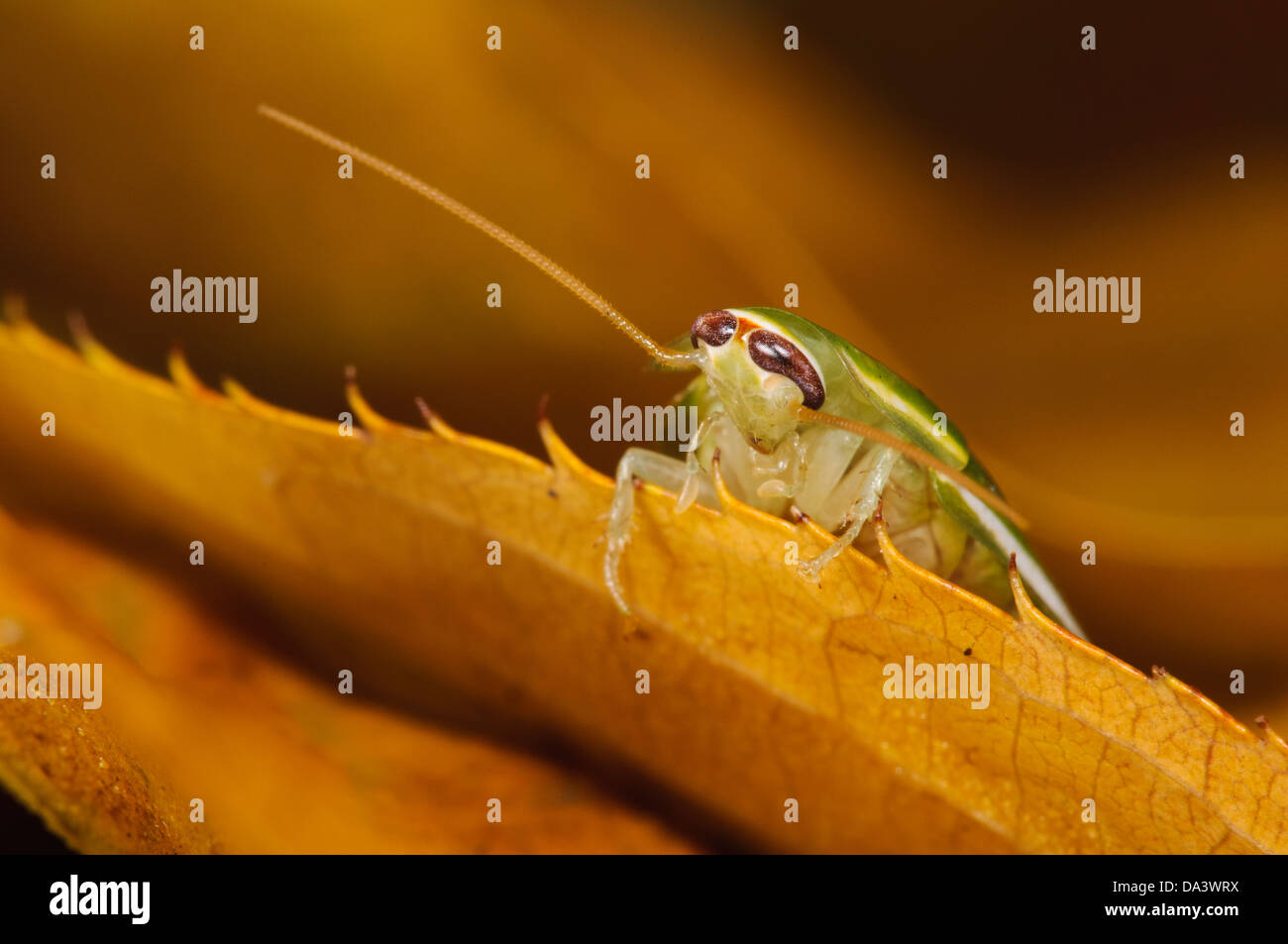 A green banana cockroach (Panchlora nivea) on an autumn leaf. A native ...