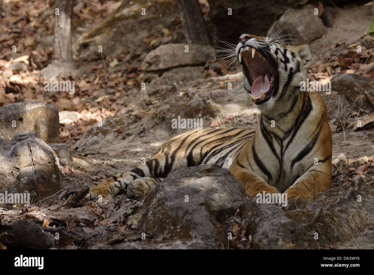 Laying Down Tiger High Resolution Stock Photography and Images - Alamy