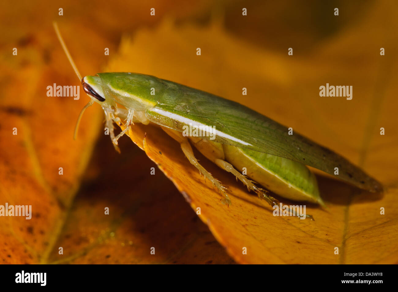 A green banana cockroach (Panchlora nivea) on an autumn leaf. A native ...