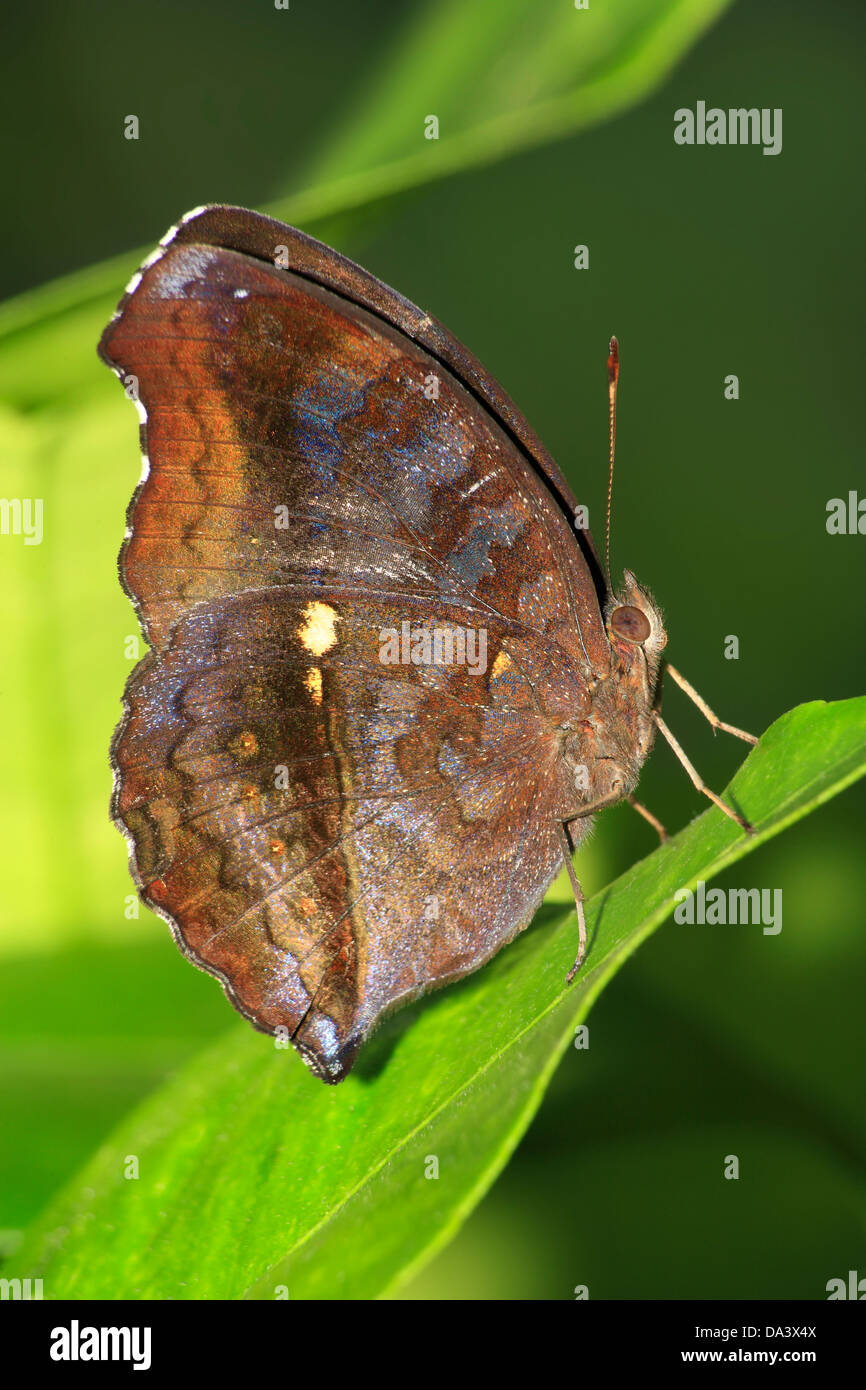 A Butterfly, The Chocolate Pansy or Chocolate Soldier Junonia iphita ...