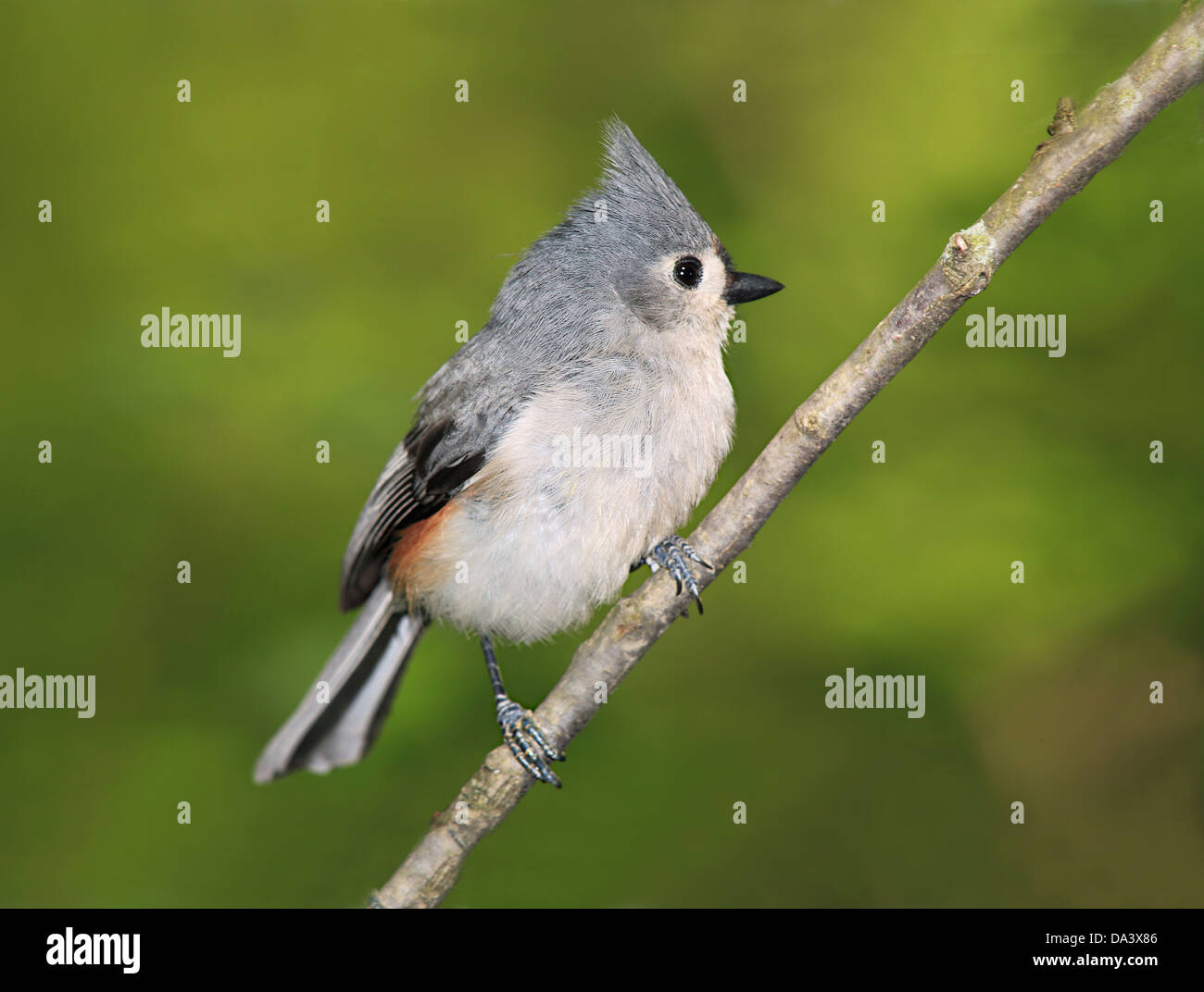 Color Art & Collectibles The Cutest Songbird Tufted Titmouse singing in ...