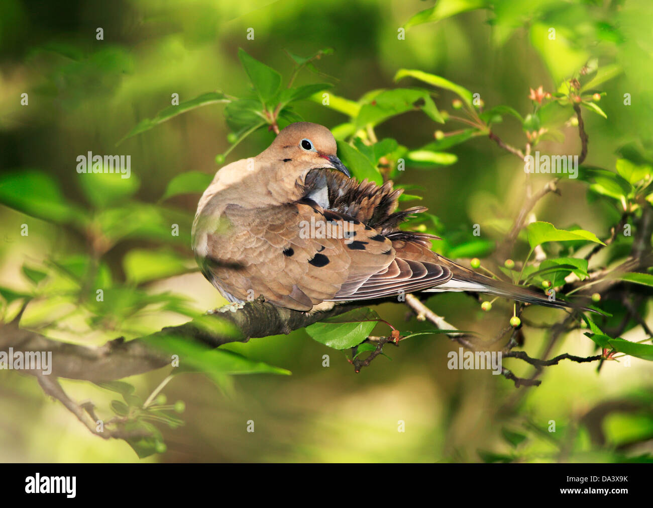 Dove Pose High Resolution Stock Photography and Images - Alamy
