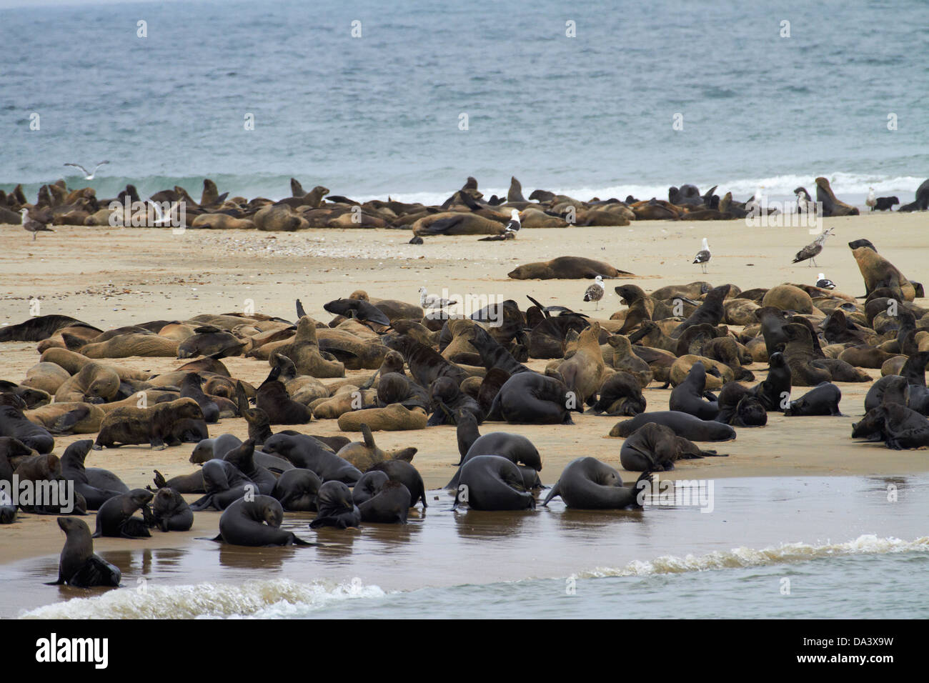 Namibia walvis bay seal colony hi-res stock photography and images - Alamy