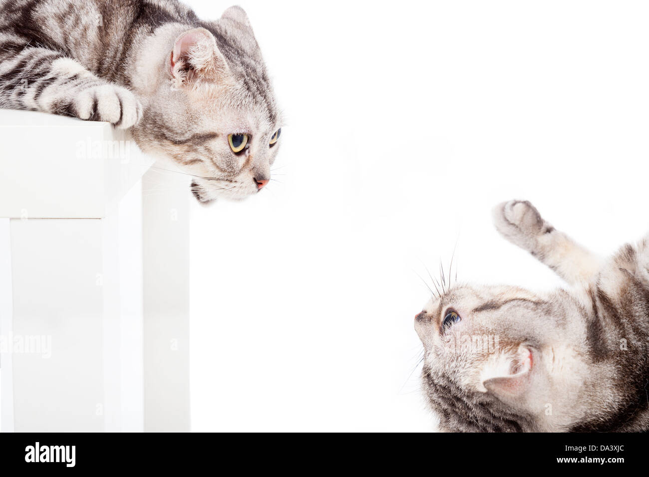 cat looking at cat Stock Photo - Alamy